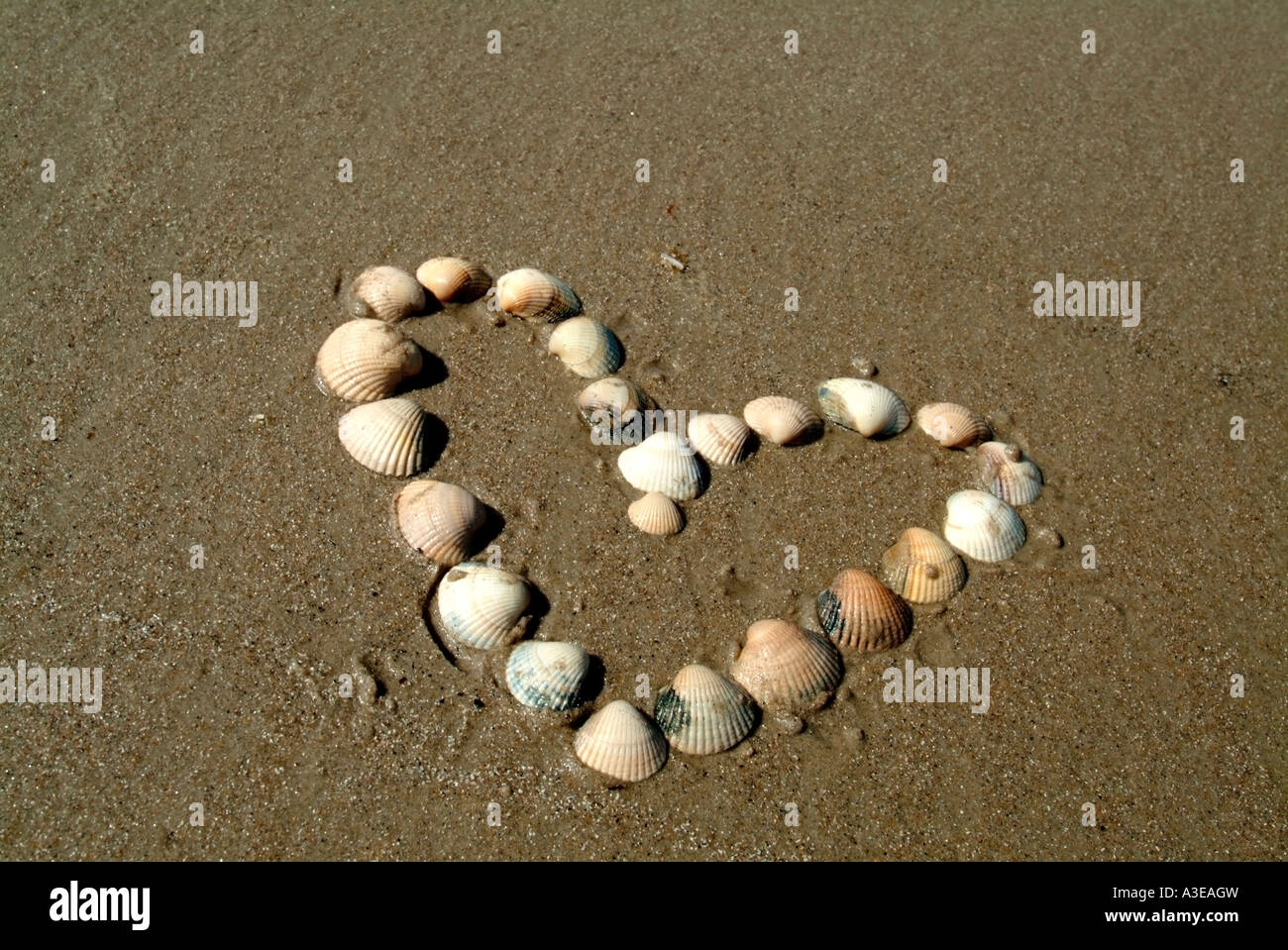 Heart mussels hi-res stock photography and images - Alamy