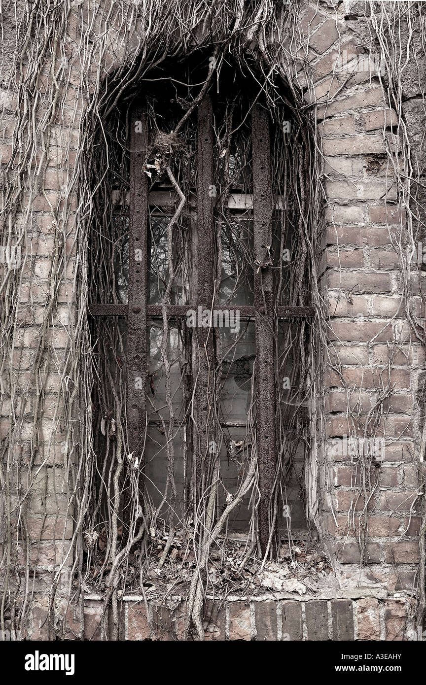 Overgrown, barred window Stock Photo - Alamy