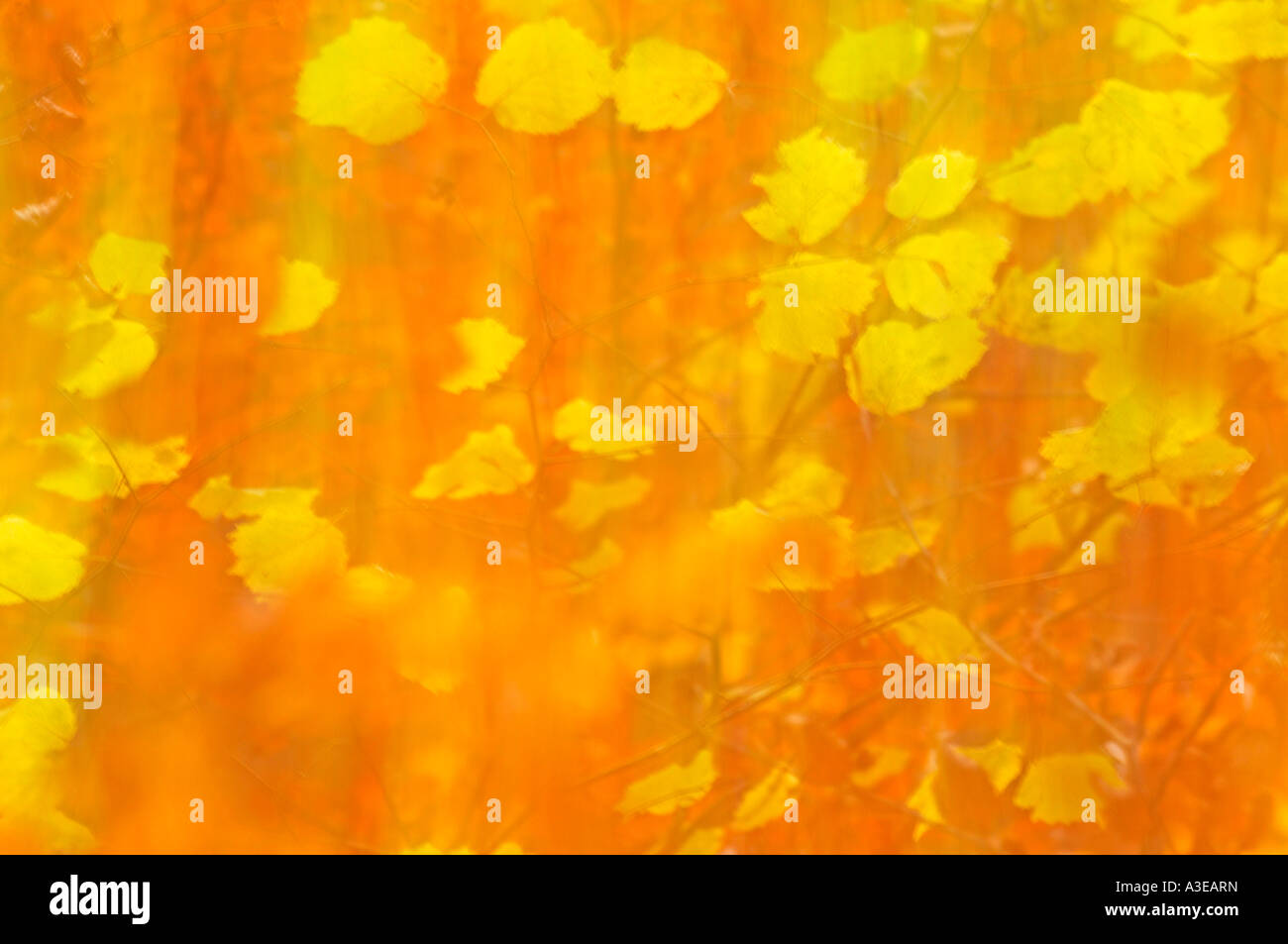 Contorted beech trees hi-res stock photography and images - Alamy