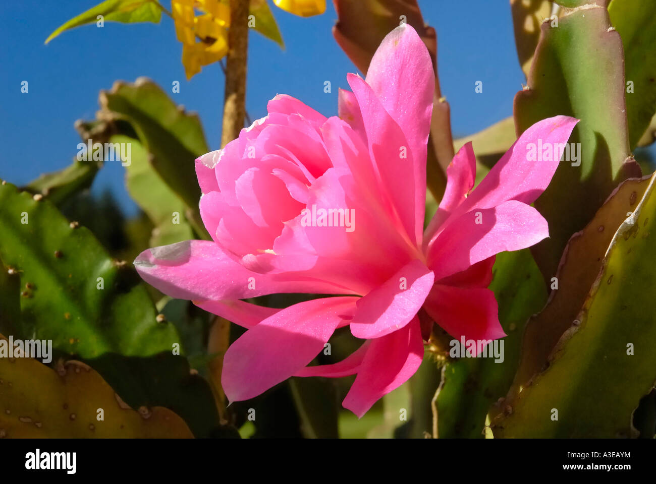 Pink cactus flower Stock Photo - Alamy
