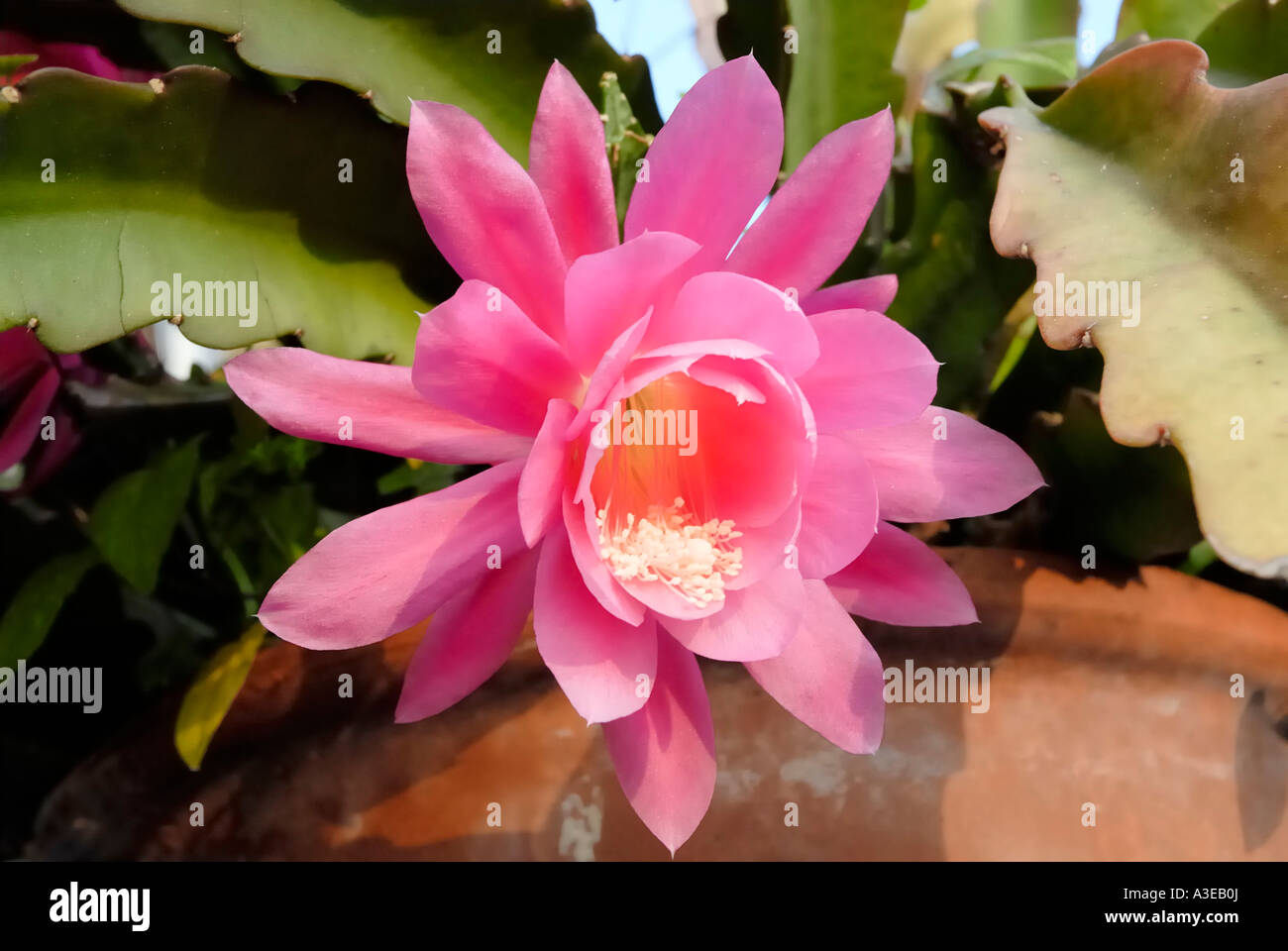 Pink cactus flower Stock Photo - Alamy