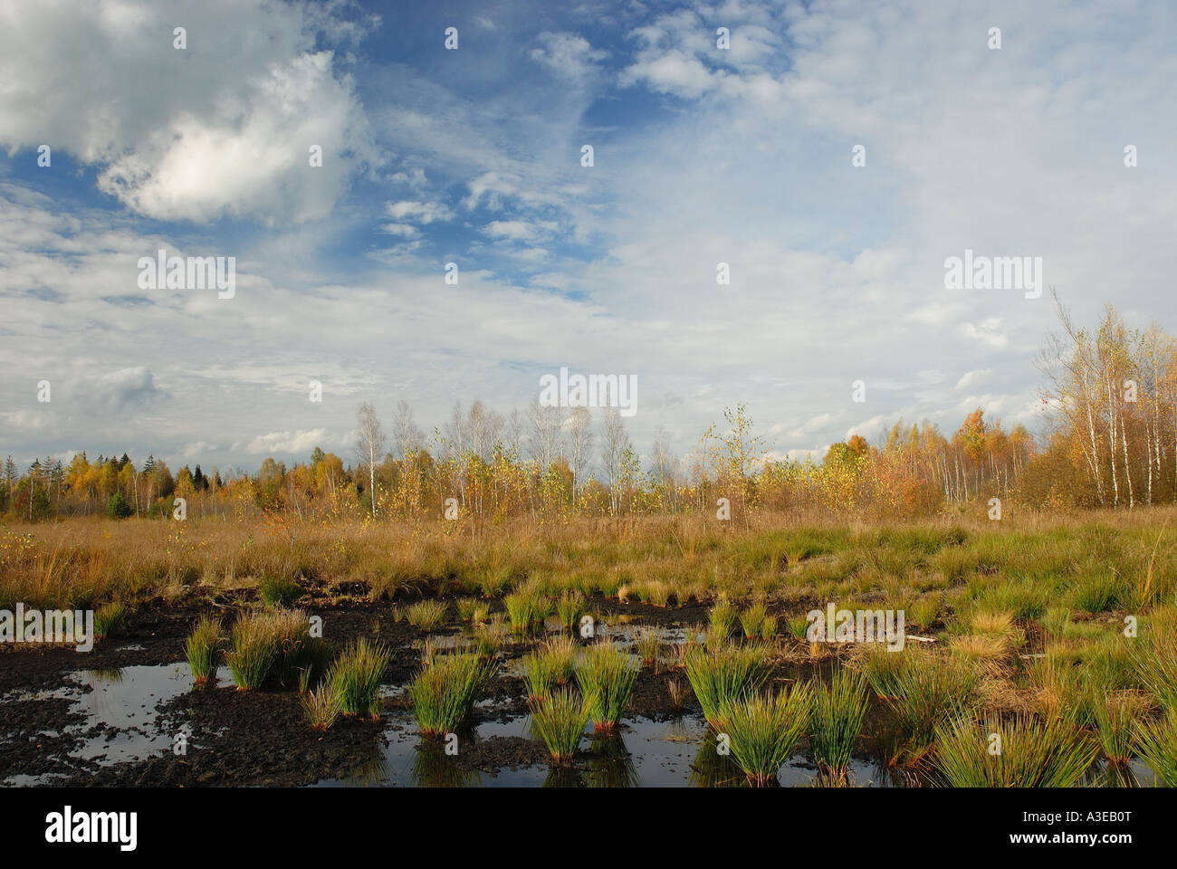 Boggy Marsh High Resolution Stock Photography and Images - Alamy