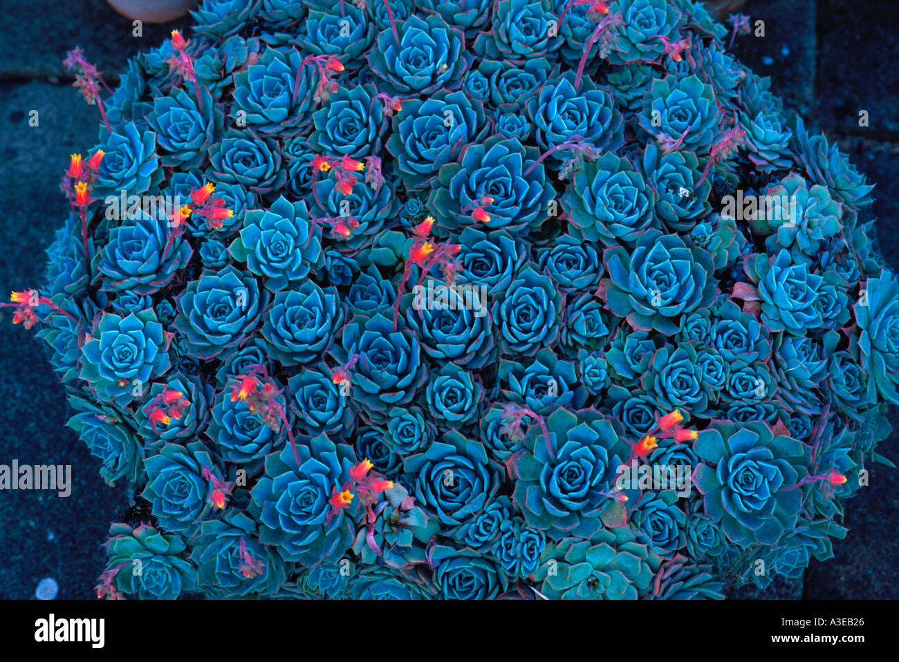 Echeveria Secunda High Resolution Stock Photography and Images - Alamy