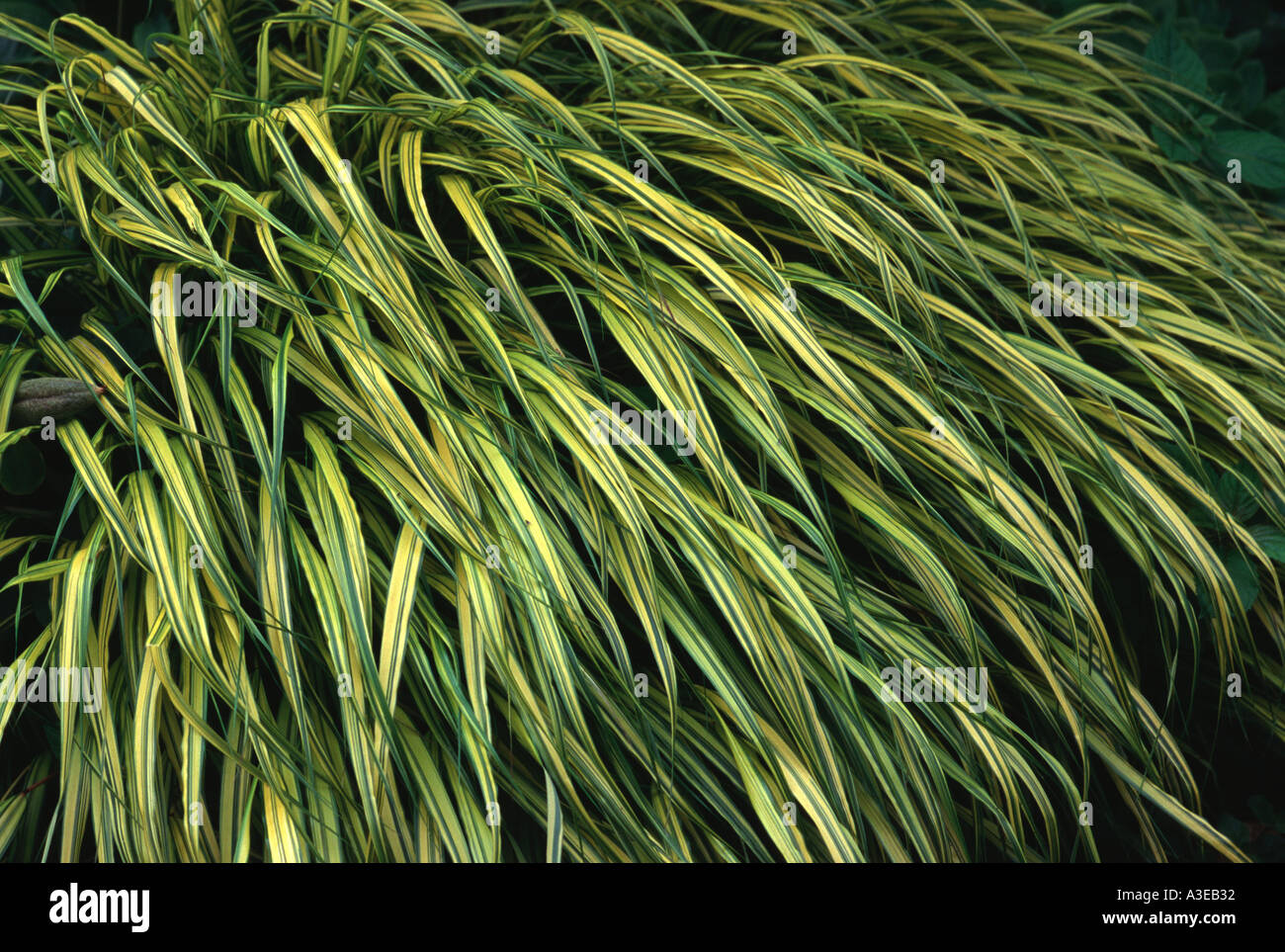 Bowles Golden Sedge Stock Photo - Alamy