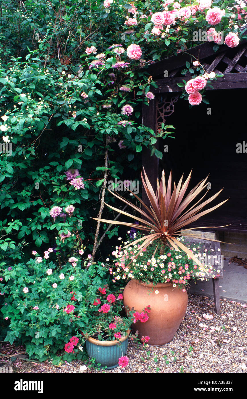Climbing Rose In Pot High Resolution Stock Photography and Images - Alamy