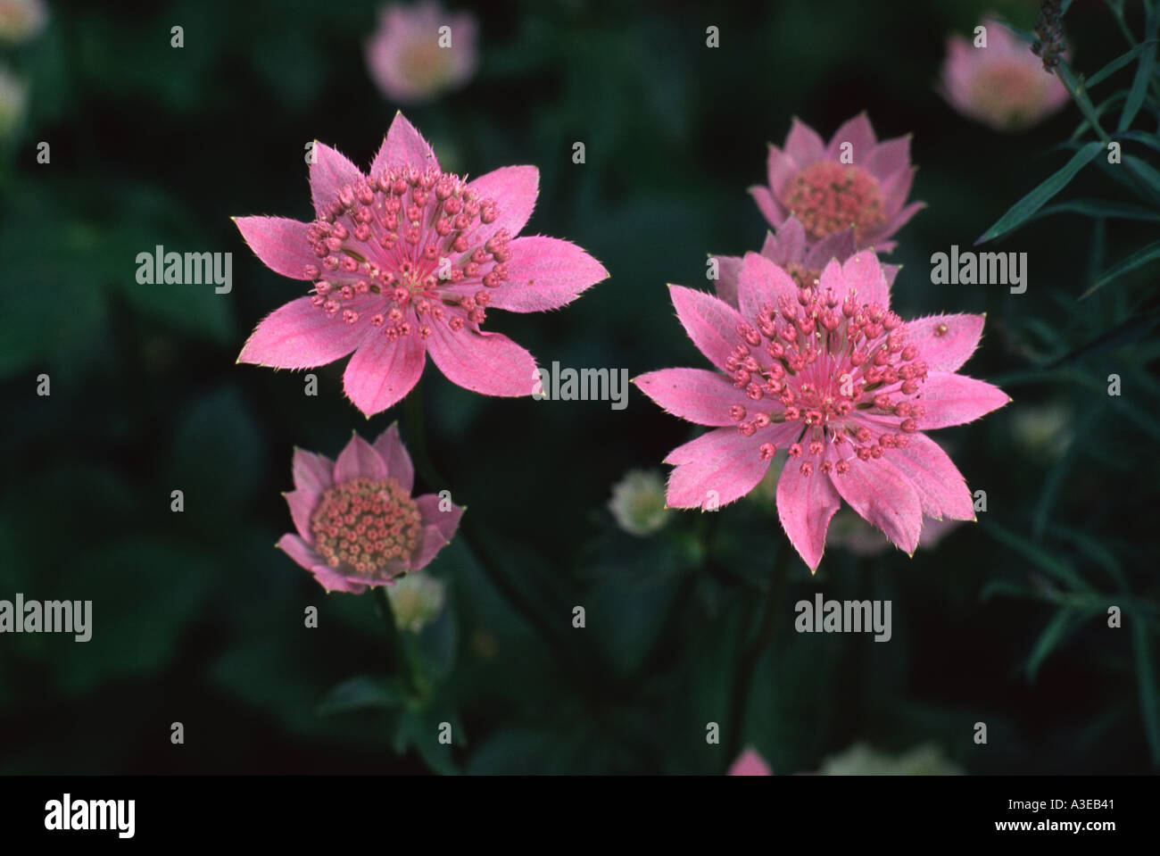 Astrantia maxima hi-res stock photography and images - Alamy