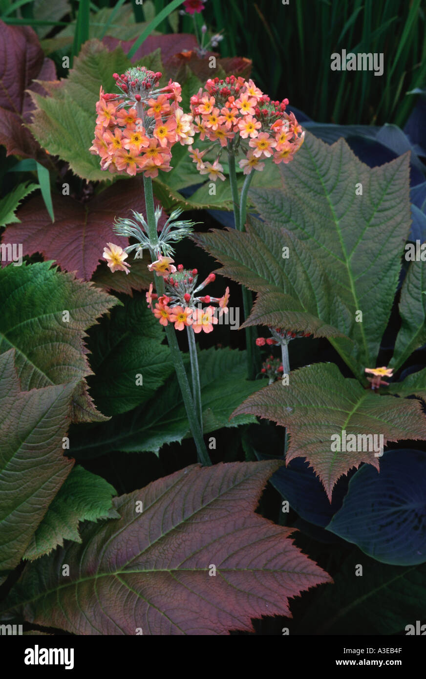 Rodgersia aesculifolia hi-res stock photography and images - Alamy