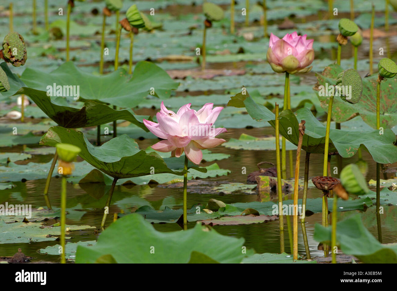 Lotusflower, Nelumbo nucifera, thailand Stock Photo - Alamy