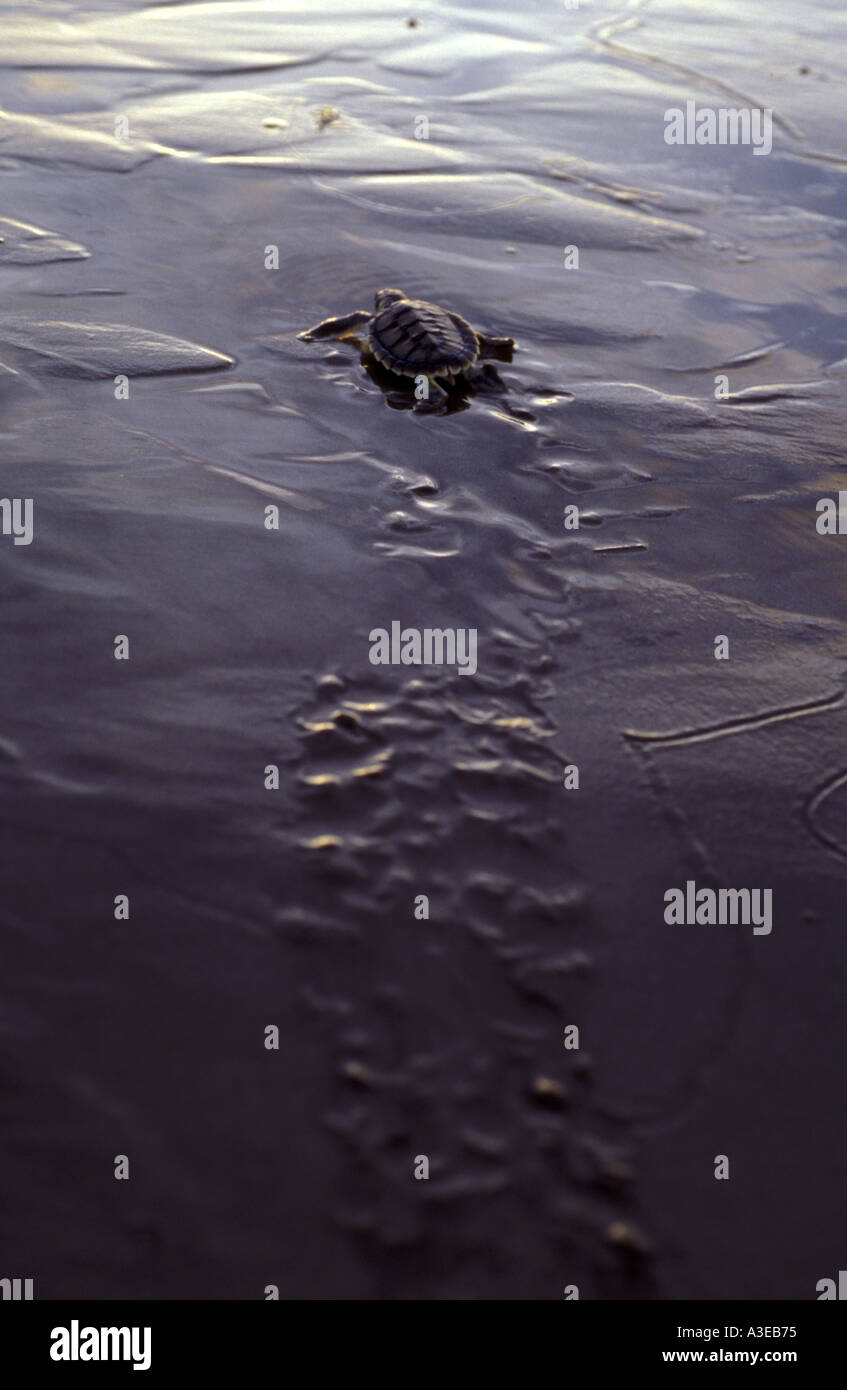 Prehistoric sea turtles hi-res stock photography and images - Alamy