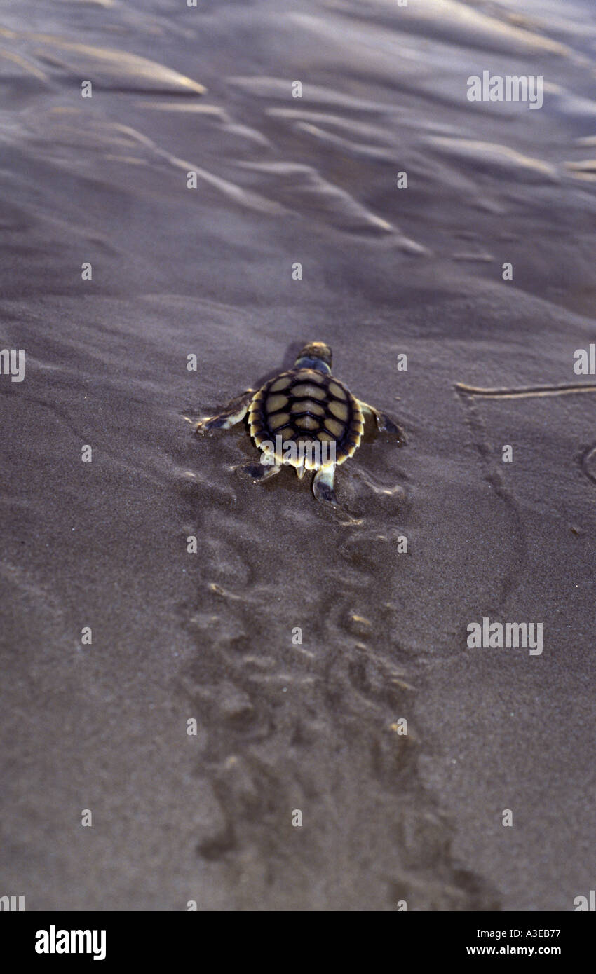 Juvenile sea turtle australia hi-res stock photography and images - Alamy