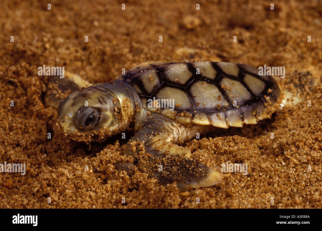 Flatback turtle hi-res stock photography and images - Alamy
