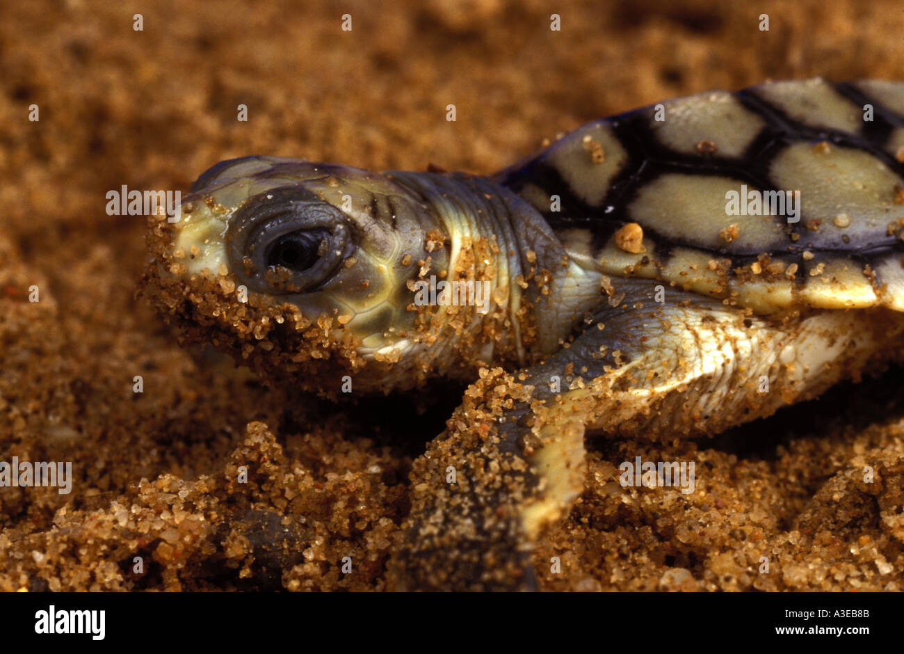 Baby Turtle 0602 Stock Photo - Alamy