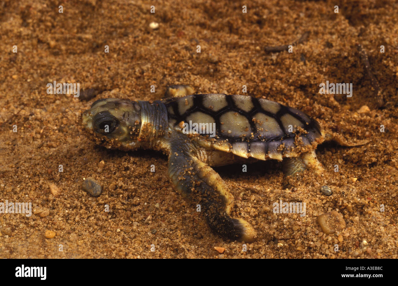 Flatback turtle hi-res stock photography and images - Alamy