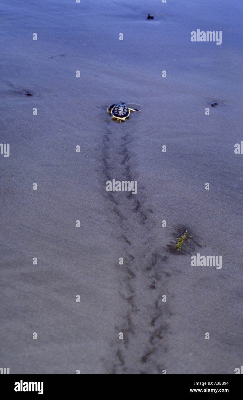 Turtle tracks tour hi-res stock photography and images - Alamy
