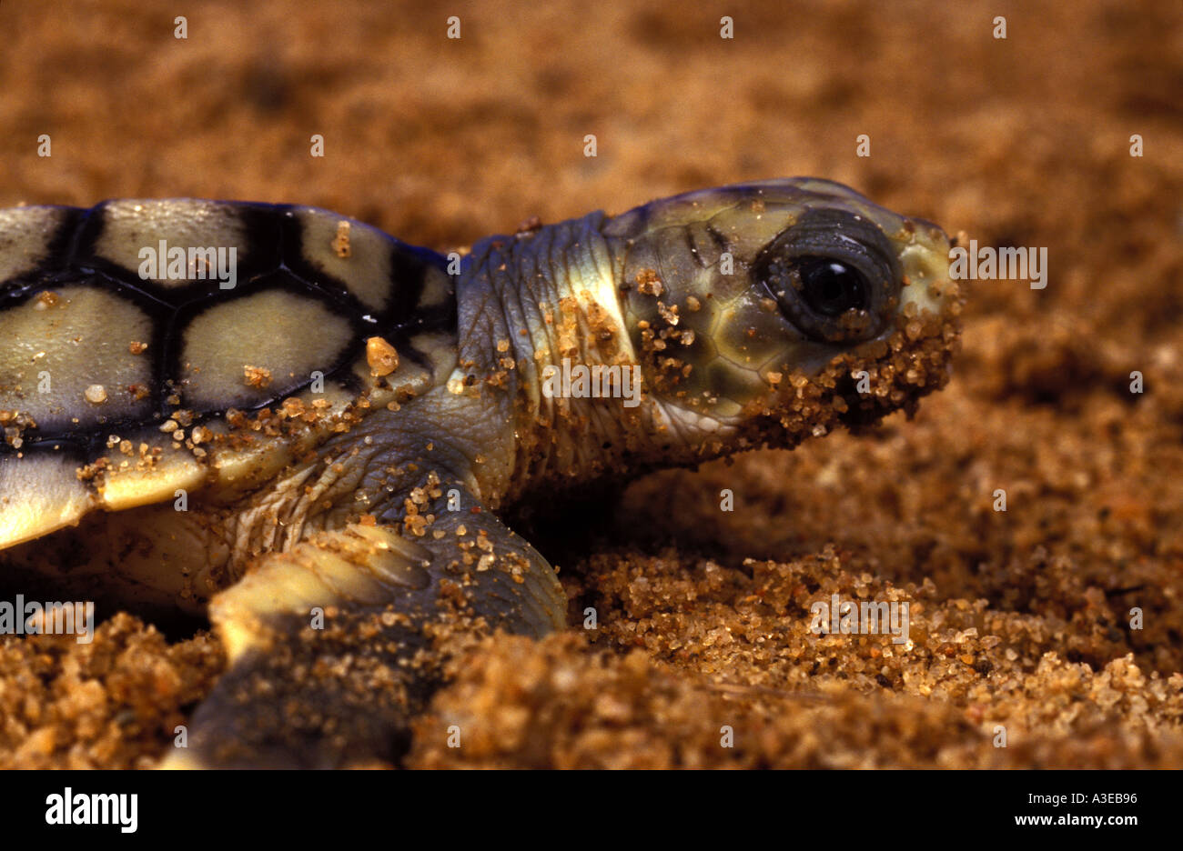 baby turtle 0592 Stock Photo - Alamy