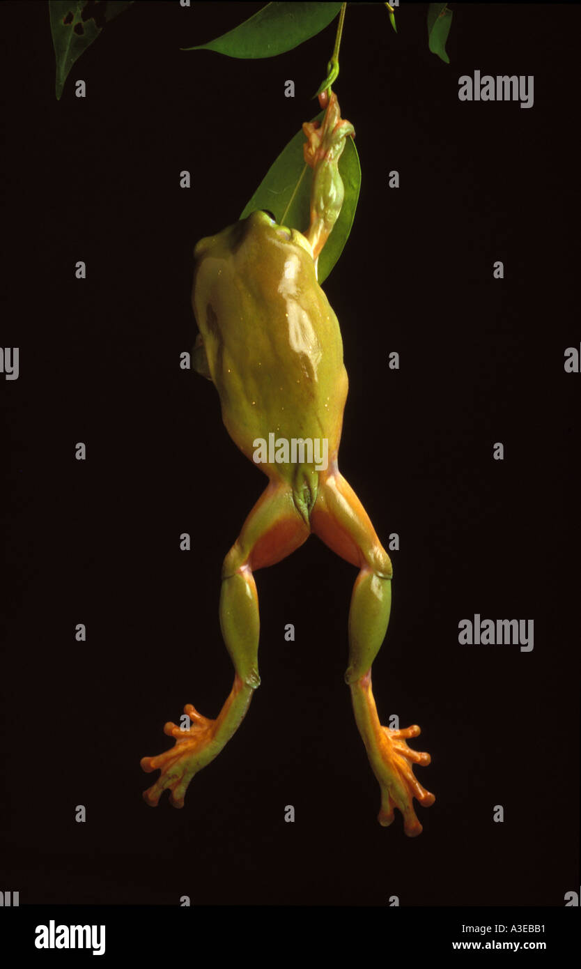 Hanging frog green tree frog litoria gracilenta 0575 Stock Photo - Alamy