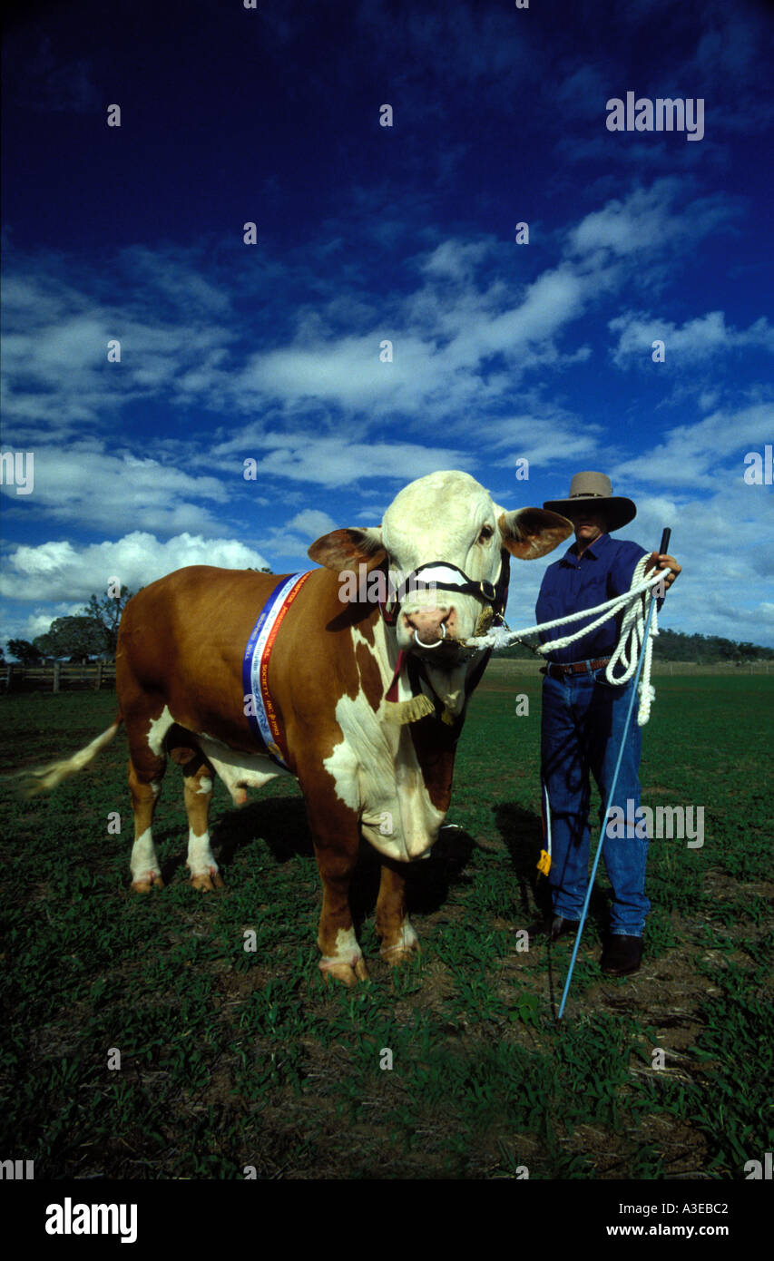 Prize winning bull hi-res stock photography and images - Alamy