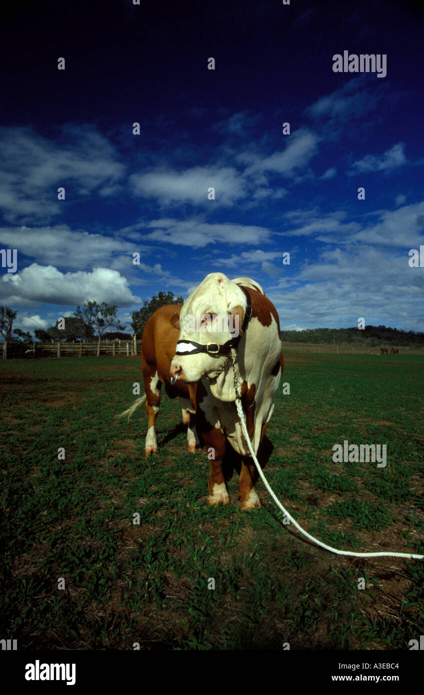 Prize stud hi-res stock photography and images - Alamy