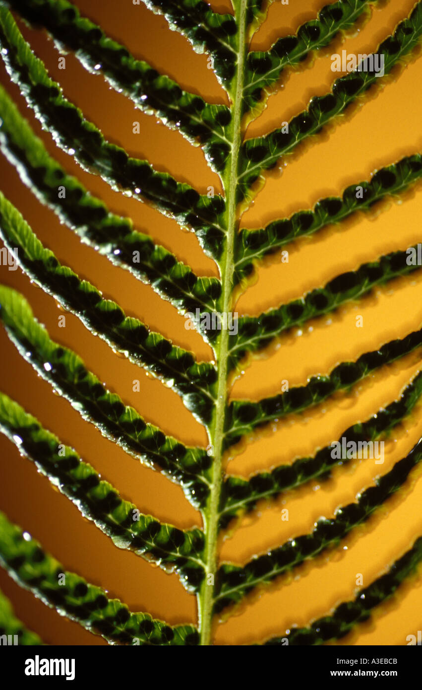 Fern sample hi-res stock photography and images - Alamy