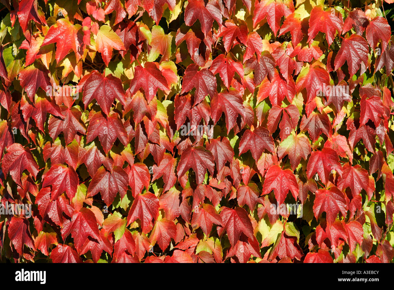 Boston ivy - japanese creeper - japanese ivy (Parthenocissus ...