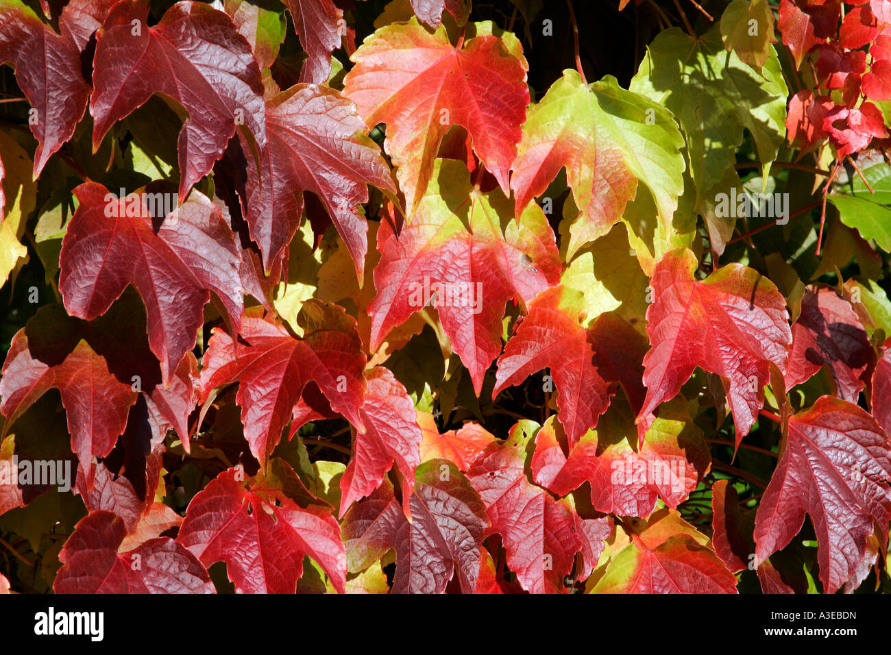 Boston ivy - japanese creeper - japanese ivy (Parthenocissus ...