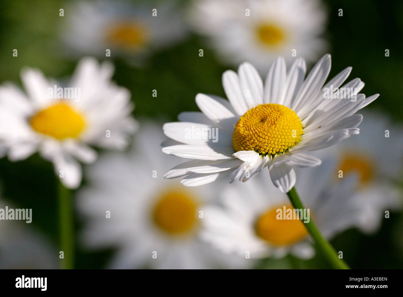 Moon daisy - ox-eye-daisy - flowering (Leucanthemum vulgaris Stock ...
