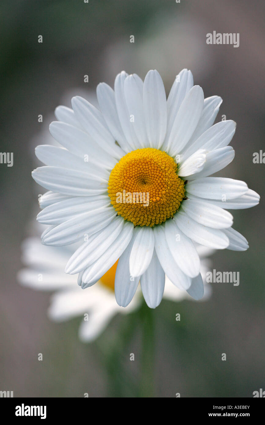Moon daisy - ox-eye-daisy - flowering (Leucanthemum vulgaris Stock ...
