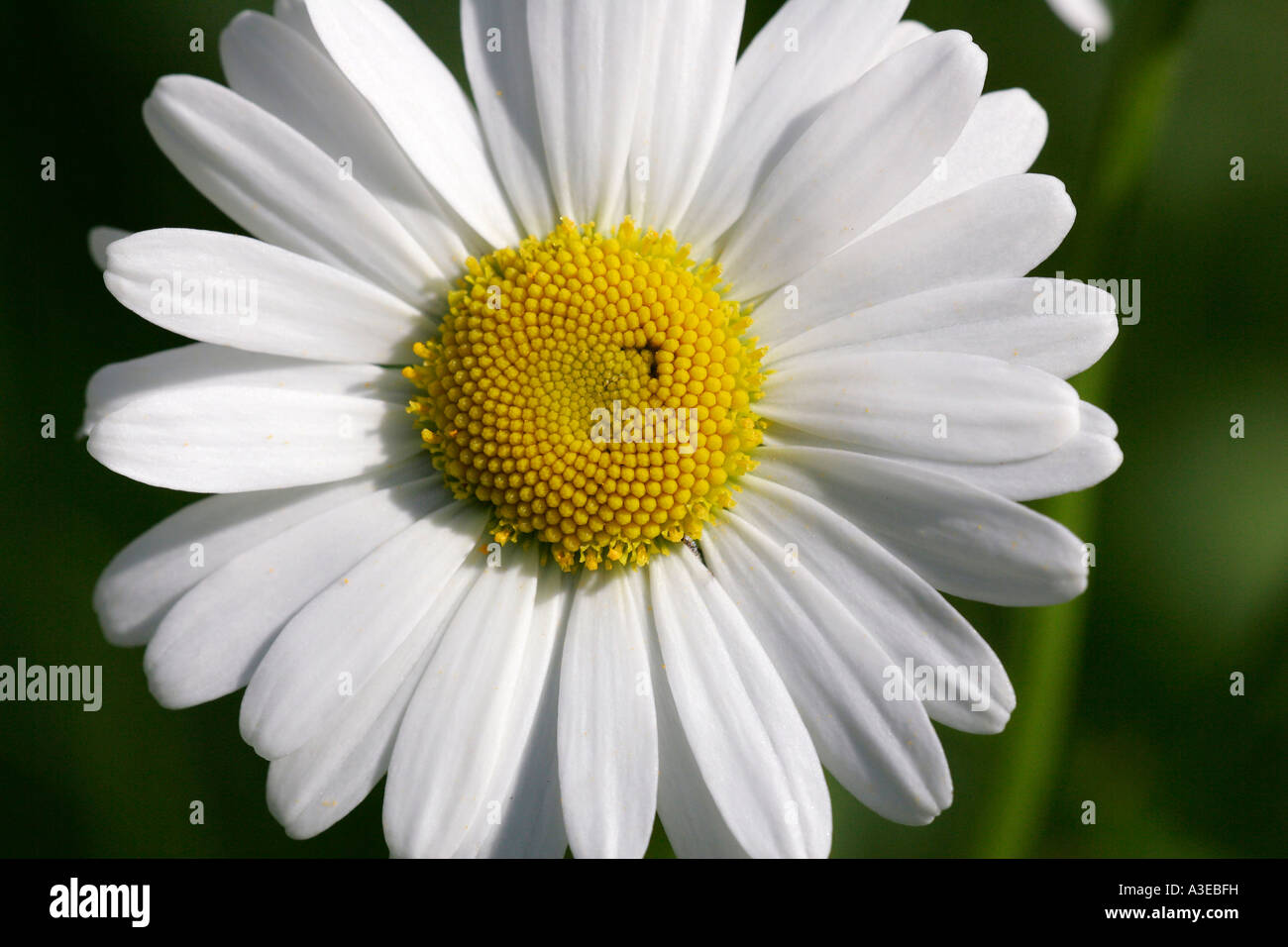 Moon daisy - ox-eye-daisy - flowering (Leucanthemum vulgaris Stock ...