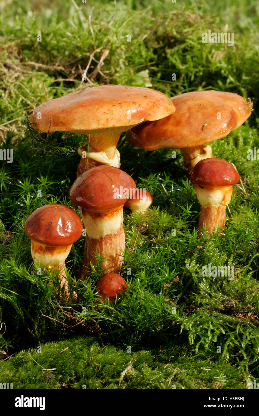 Larch bolete (Suillus grevillei Stock Photo - Alamy
