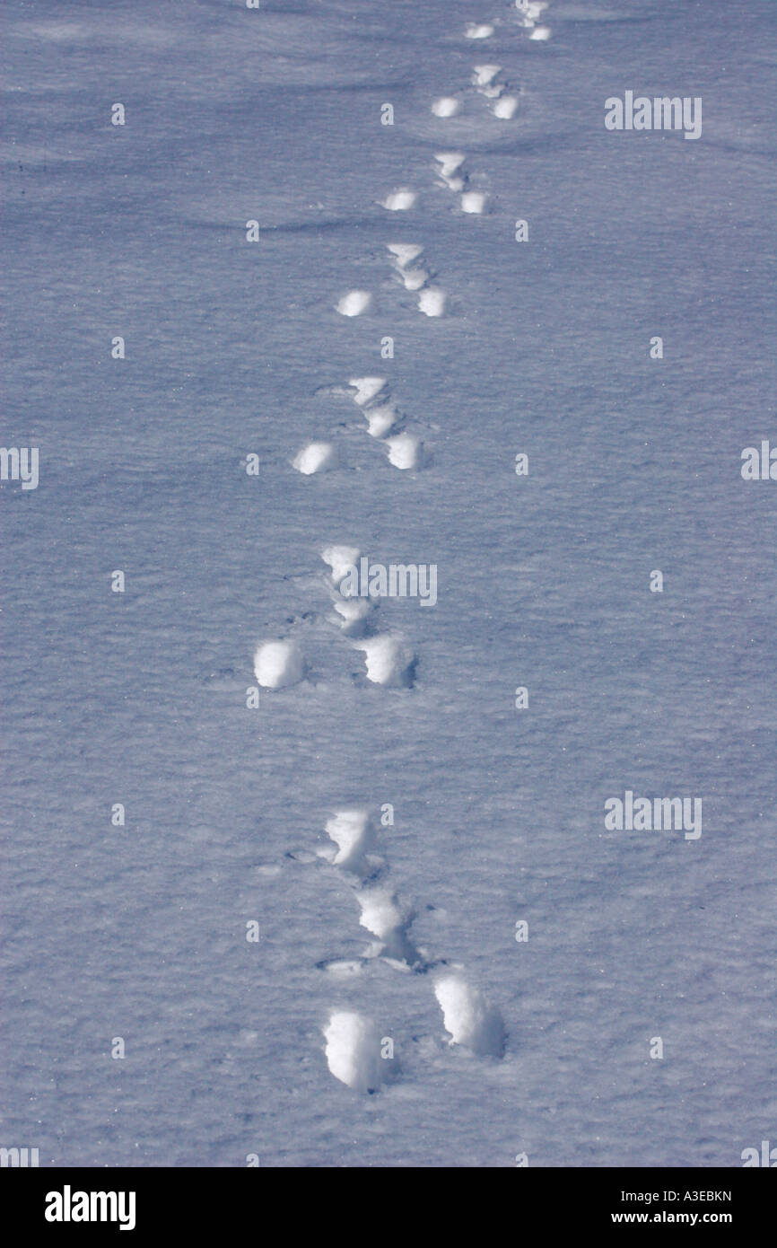 European hare tracks in the snow (Lepus europaeus Stock Photo - Alamy