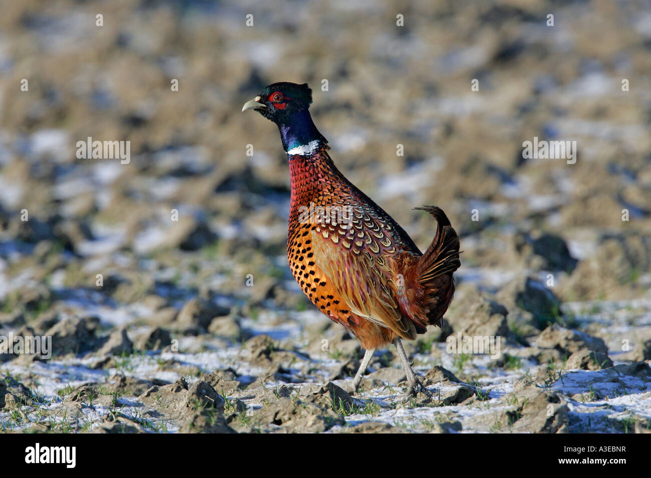 Pheasant - common pheasant - ring-necked pheasant - male (Phasianus ...