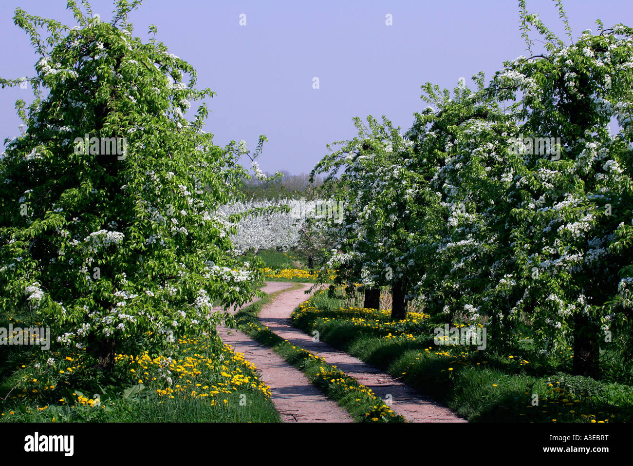 Common pears pyrus communis hi-res stock photography and images - Alamy