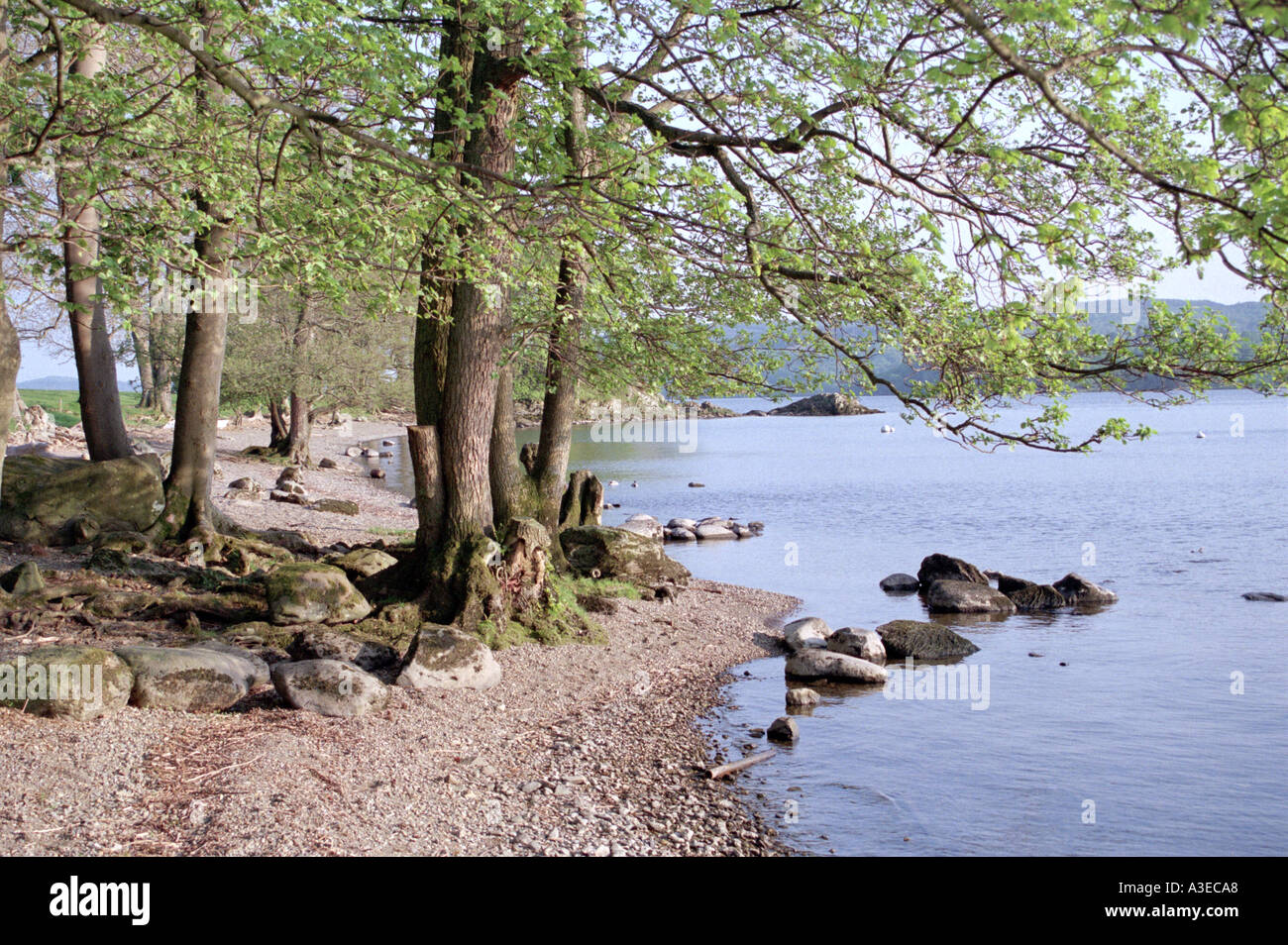 Lake shore Windermere Stock Photo - Alamy
