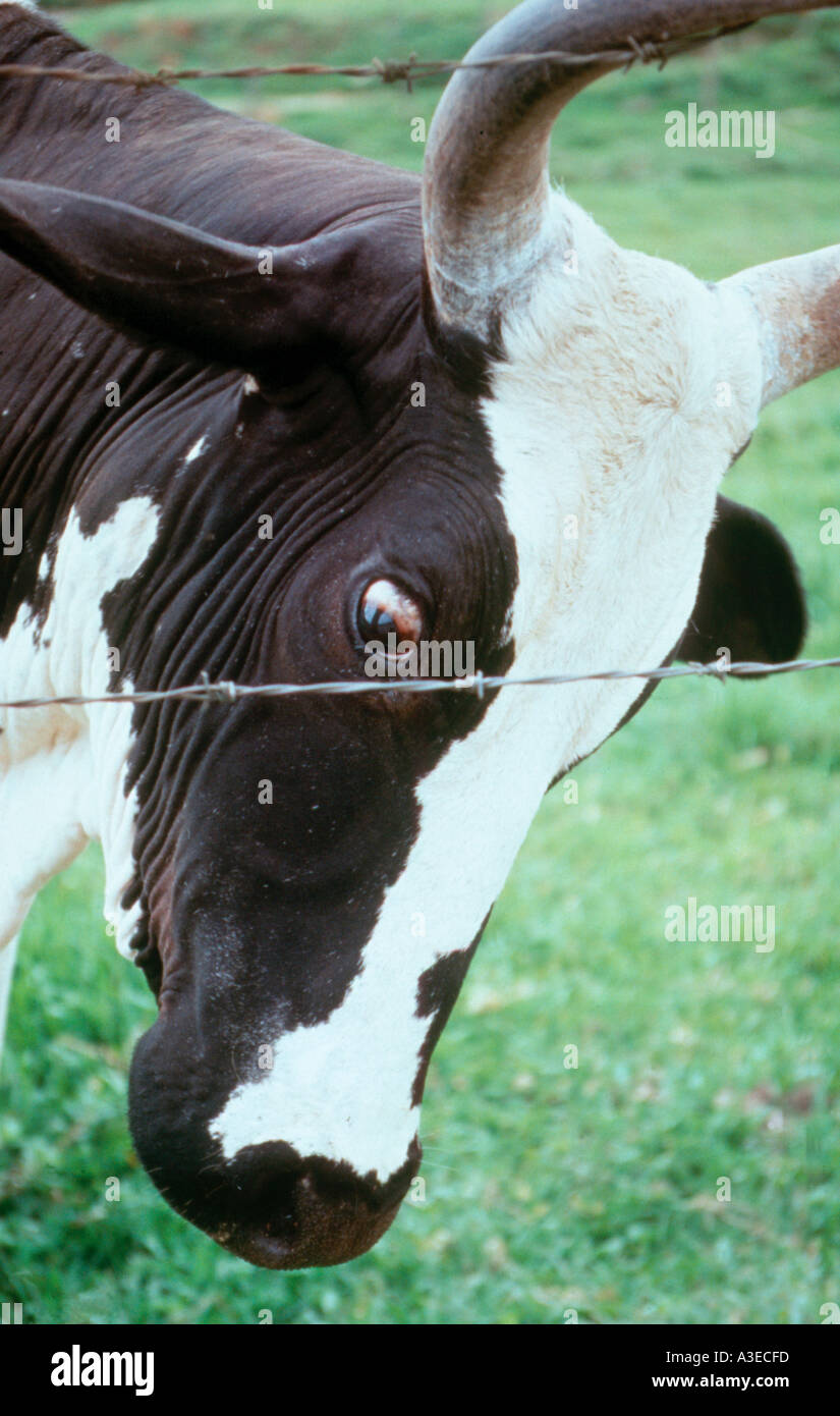 Cow with wild eyes and horns Stock Photo - Alamy