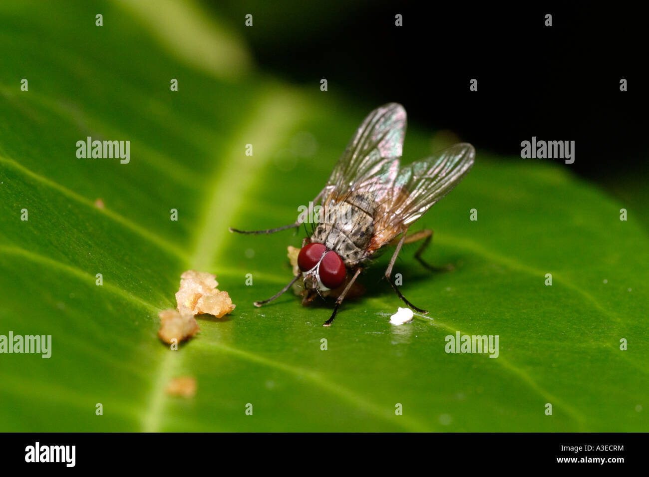 Flesh fly (Sarcophaga sp.) examining a piece of pear fruit Stock Photo ...