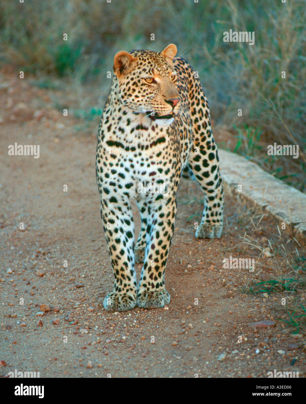 Leopard with food hi-res stock photography and images - Alamy