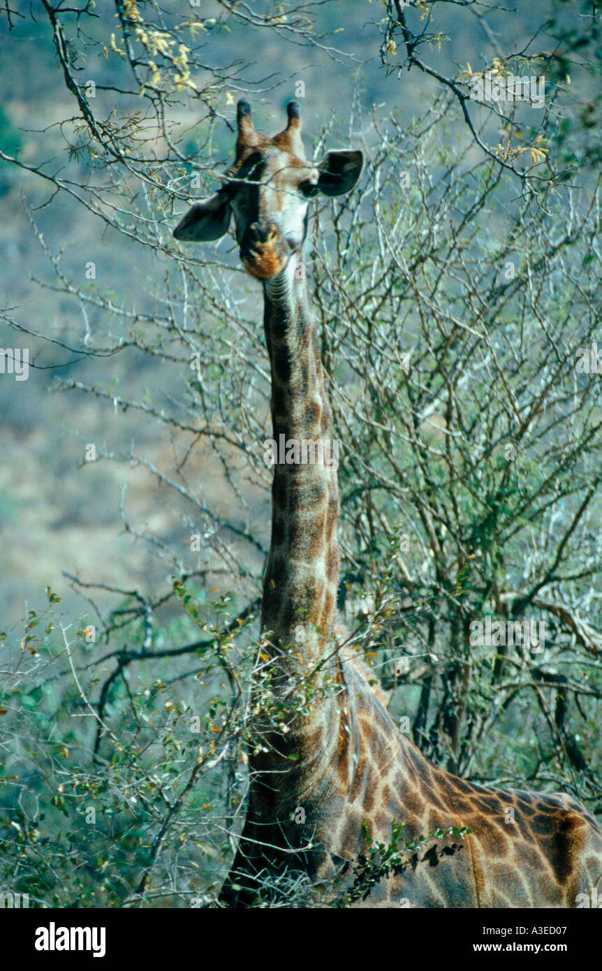 Half giraffe hi-res stock photography and images - Alamy