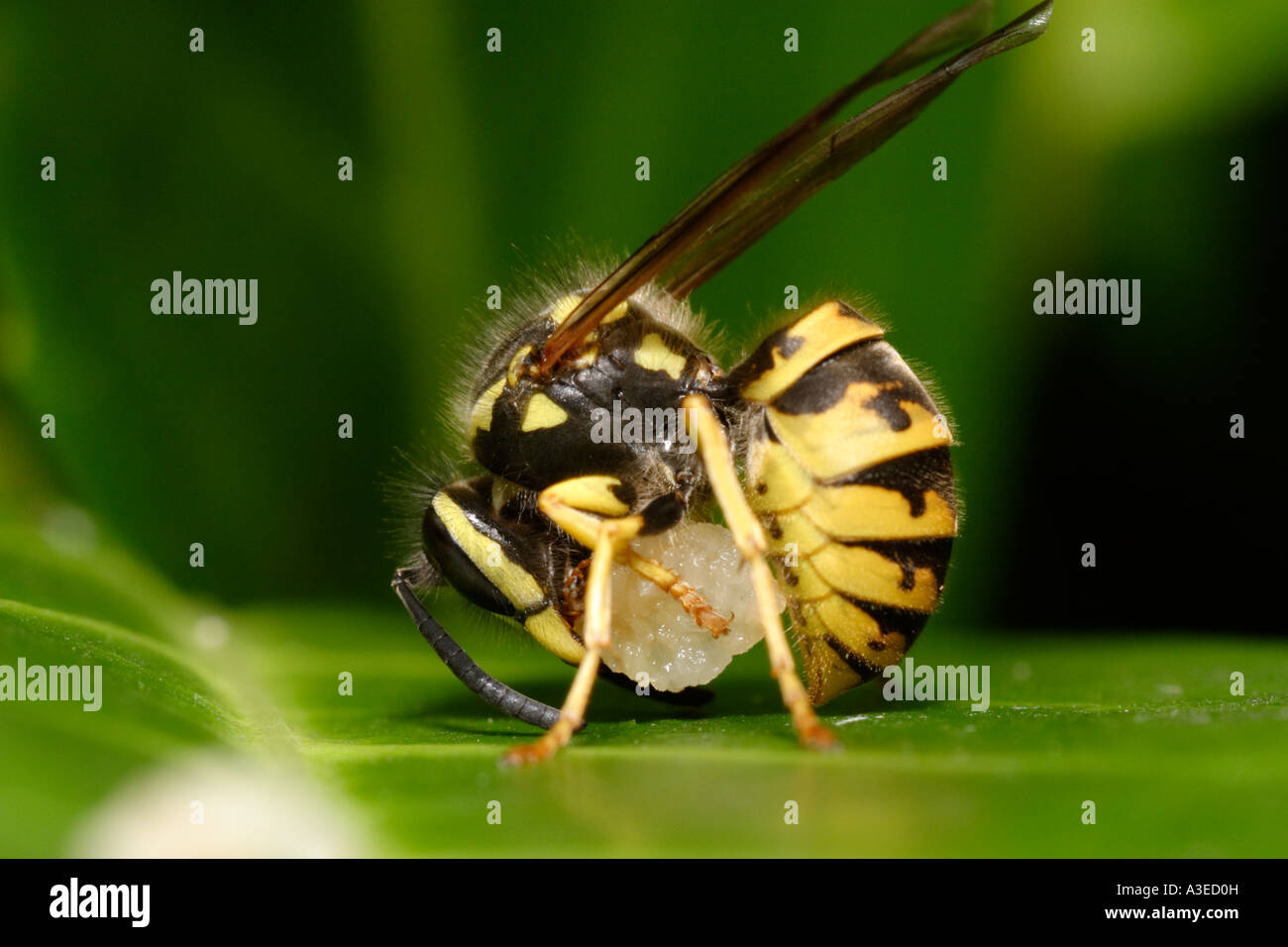 German Wasp (yellowjacket, Vespula germanica) feeding on fruit Stock ...