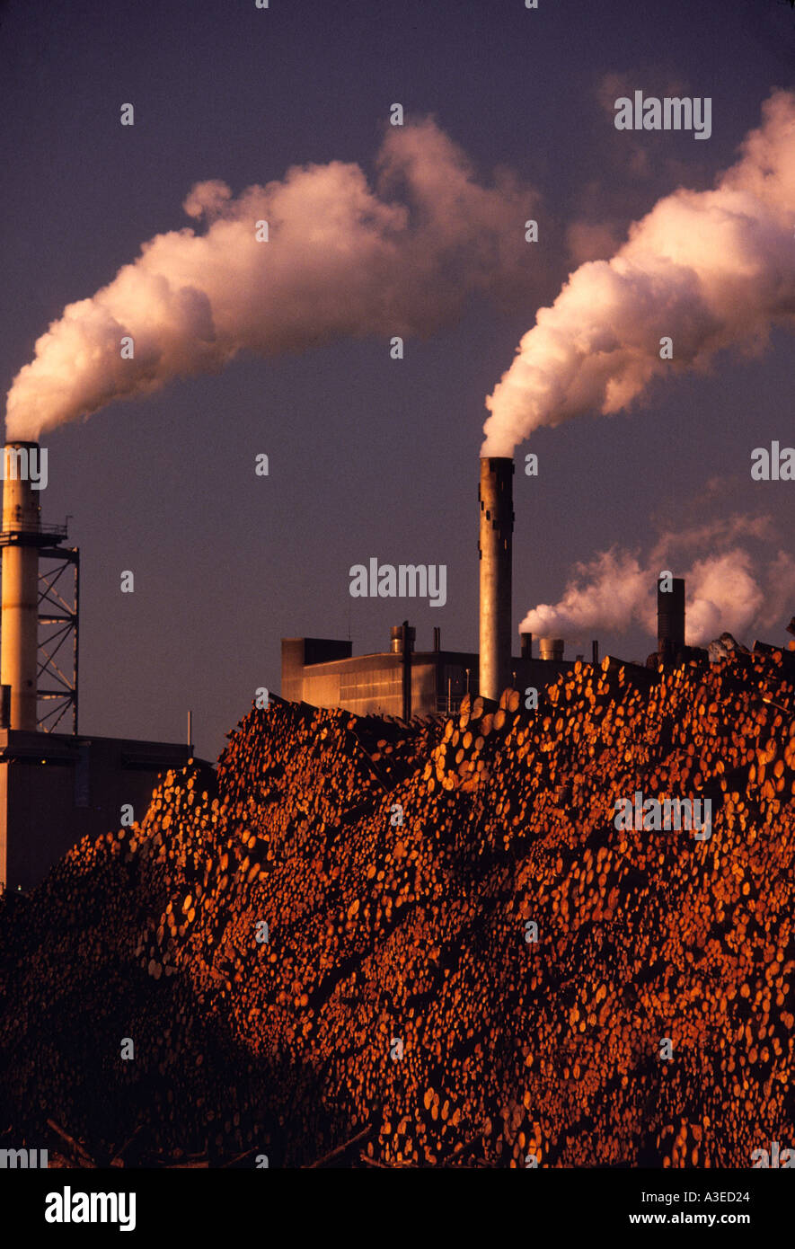 log deck in front of pulp mill pine logs Stock Photo - Alamy