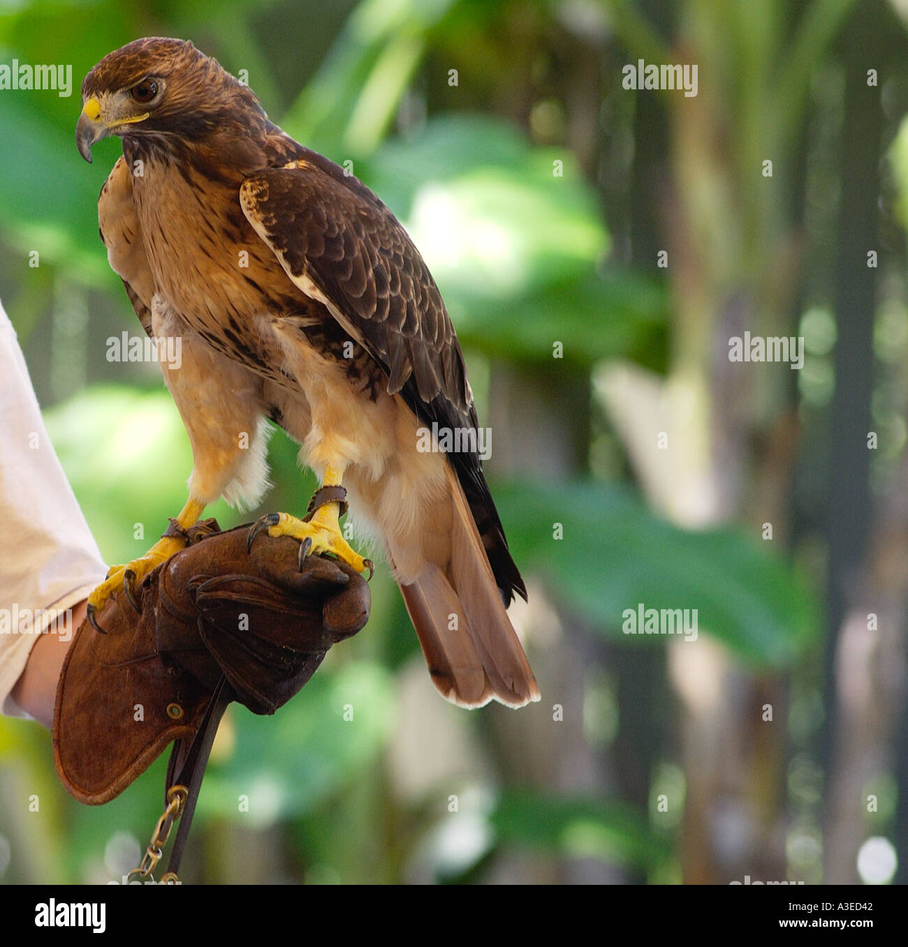 Red Tail Hawk Stock Photo - Alamy