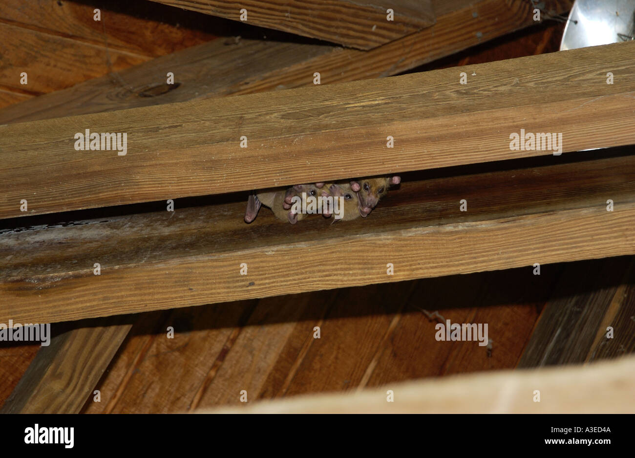 Small bats hi-res stock photography and images - Alamy