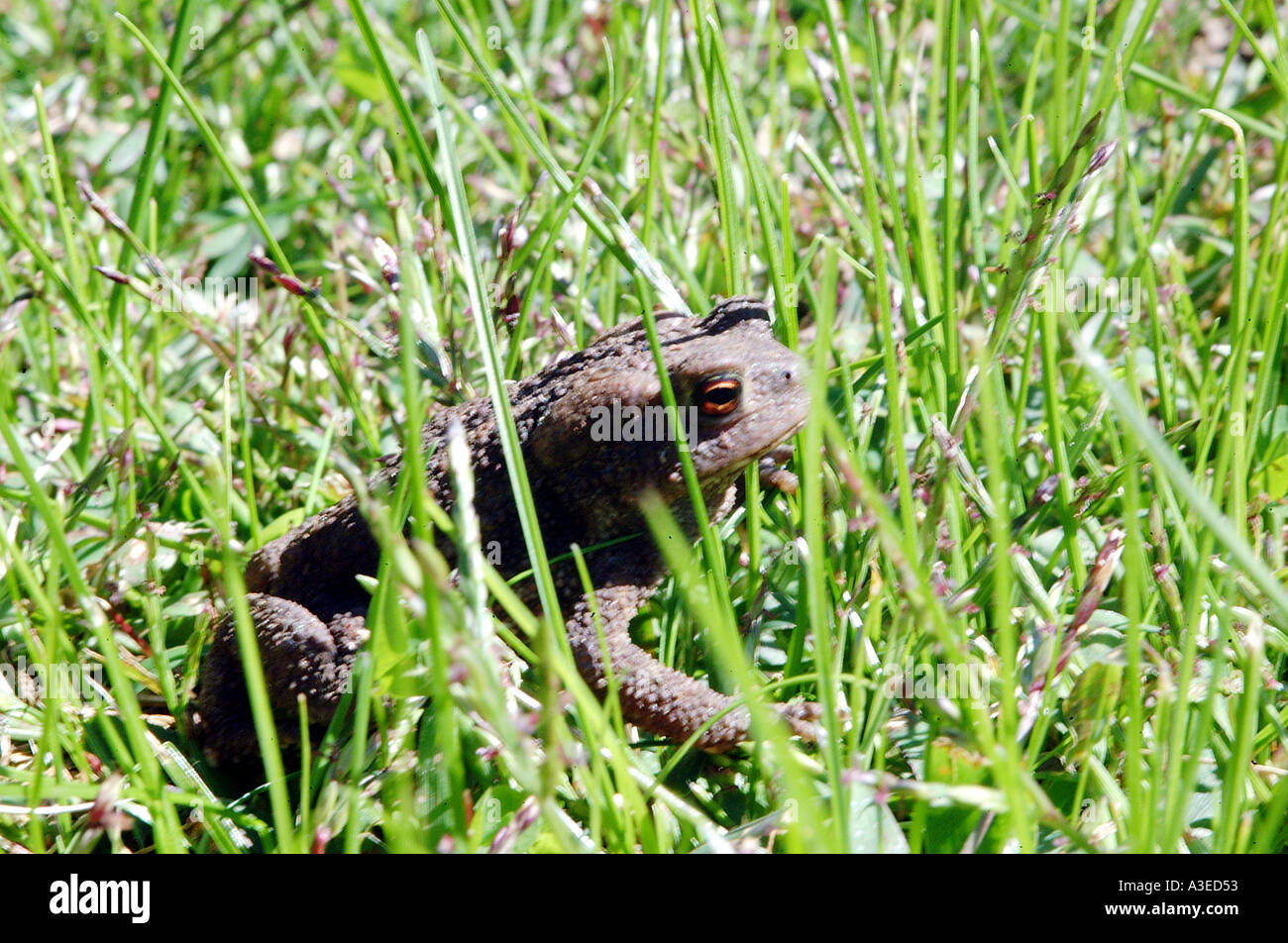 Little toad in the grass Stock Photo - Alamy
