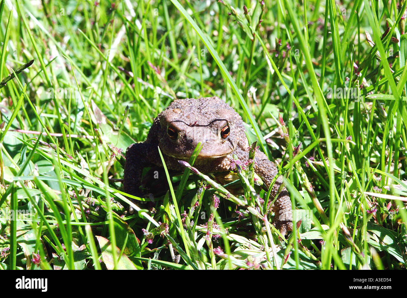Little toad in the grass Stock Photo - Alamy
