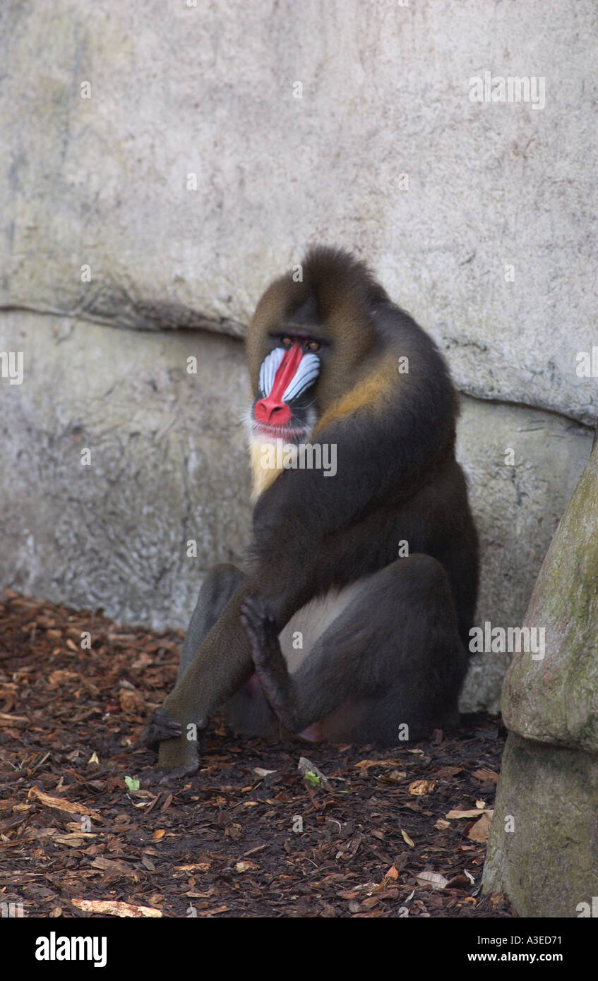 Male Mandrill Stock Photo - Alamy