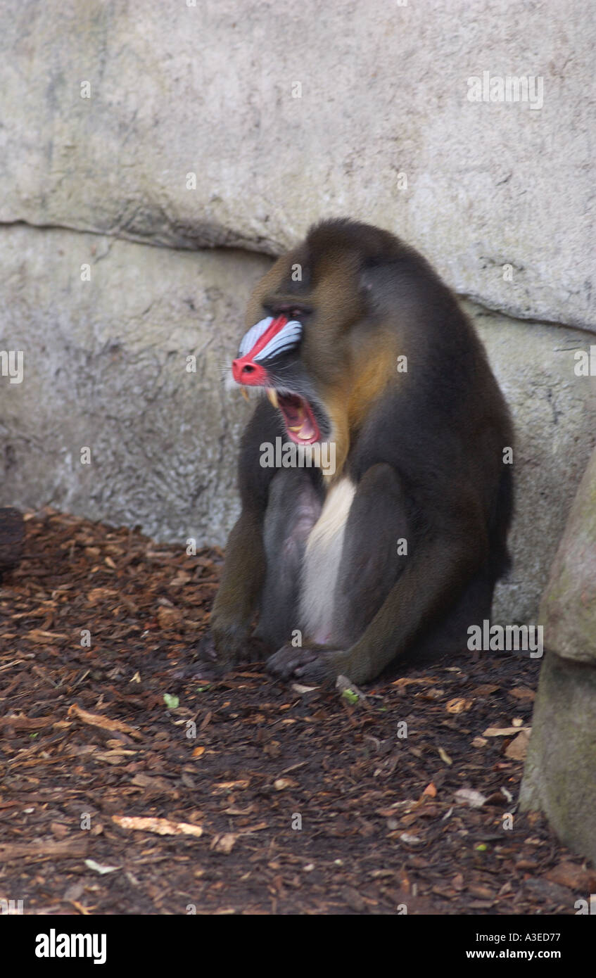 Mandrill teeth hi-res stock photography and images - Alamy