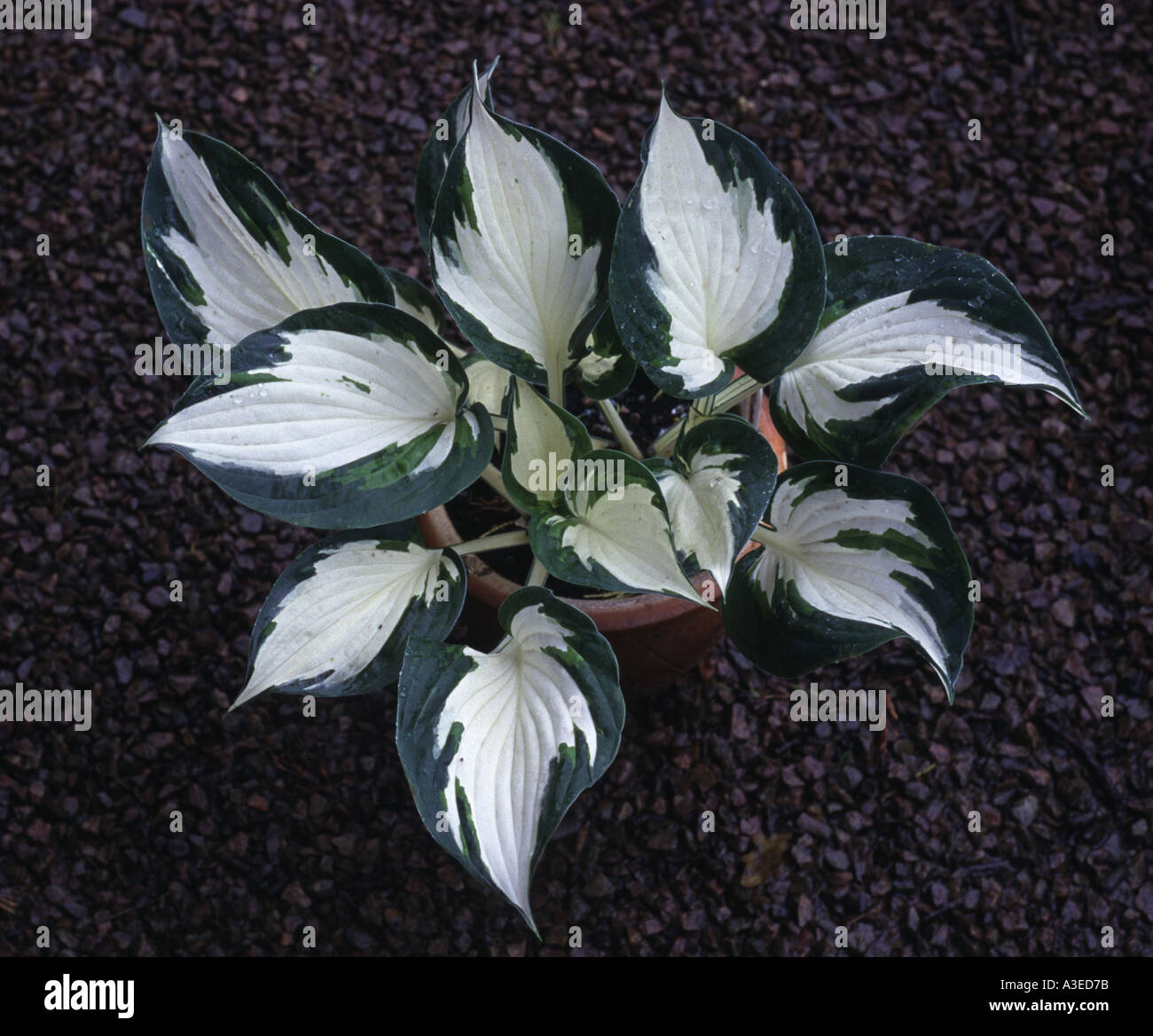 Hosta Fire and Ice Stock Photo - Alamy