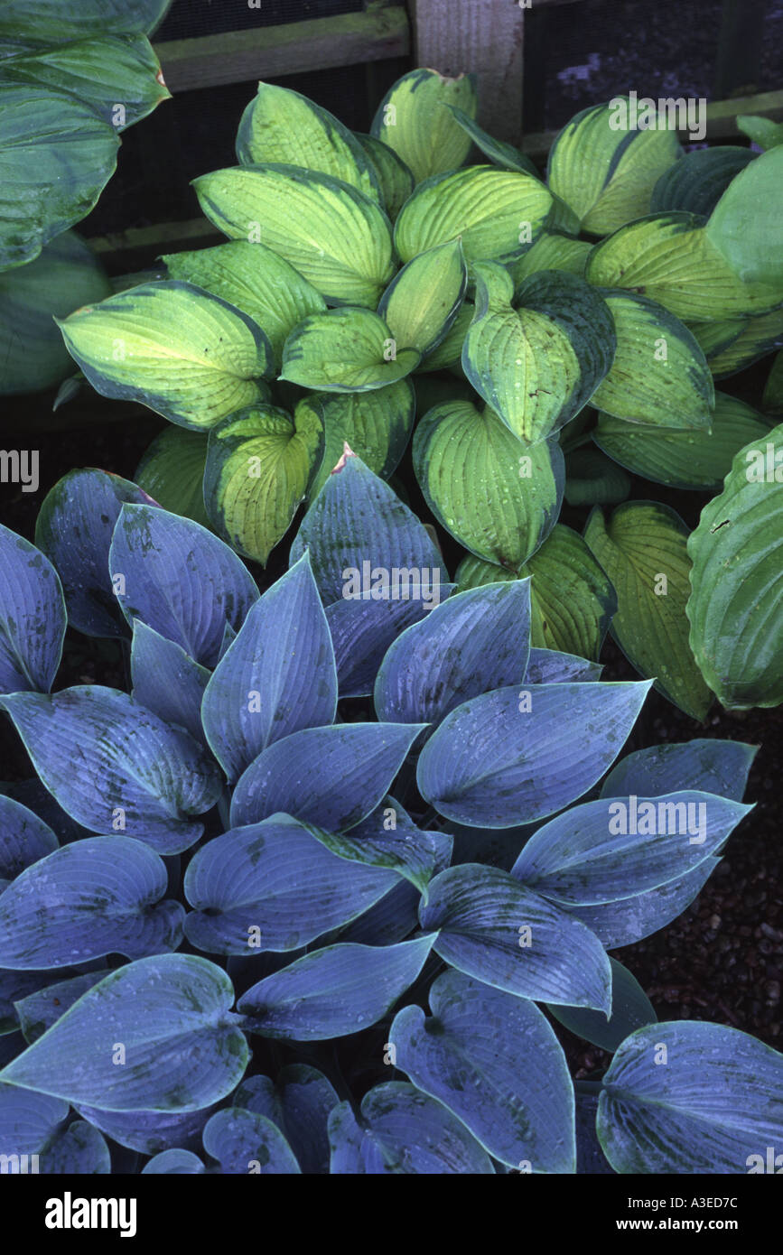 Hosta Halcyon in front Hosta Gold Standard behind Stock Photo - Alamy