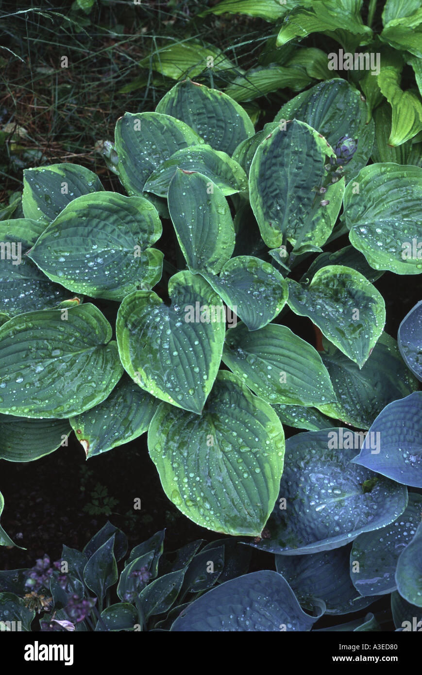 Hosta Abiqua Moonbeam Stock Photo - Alamy