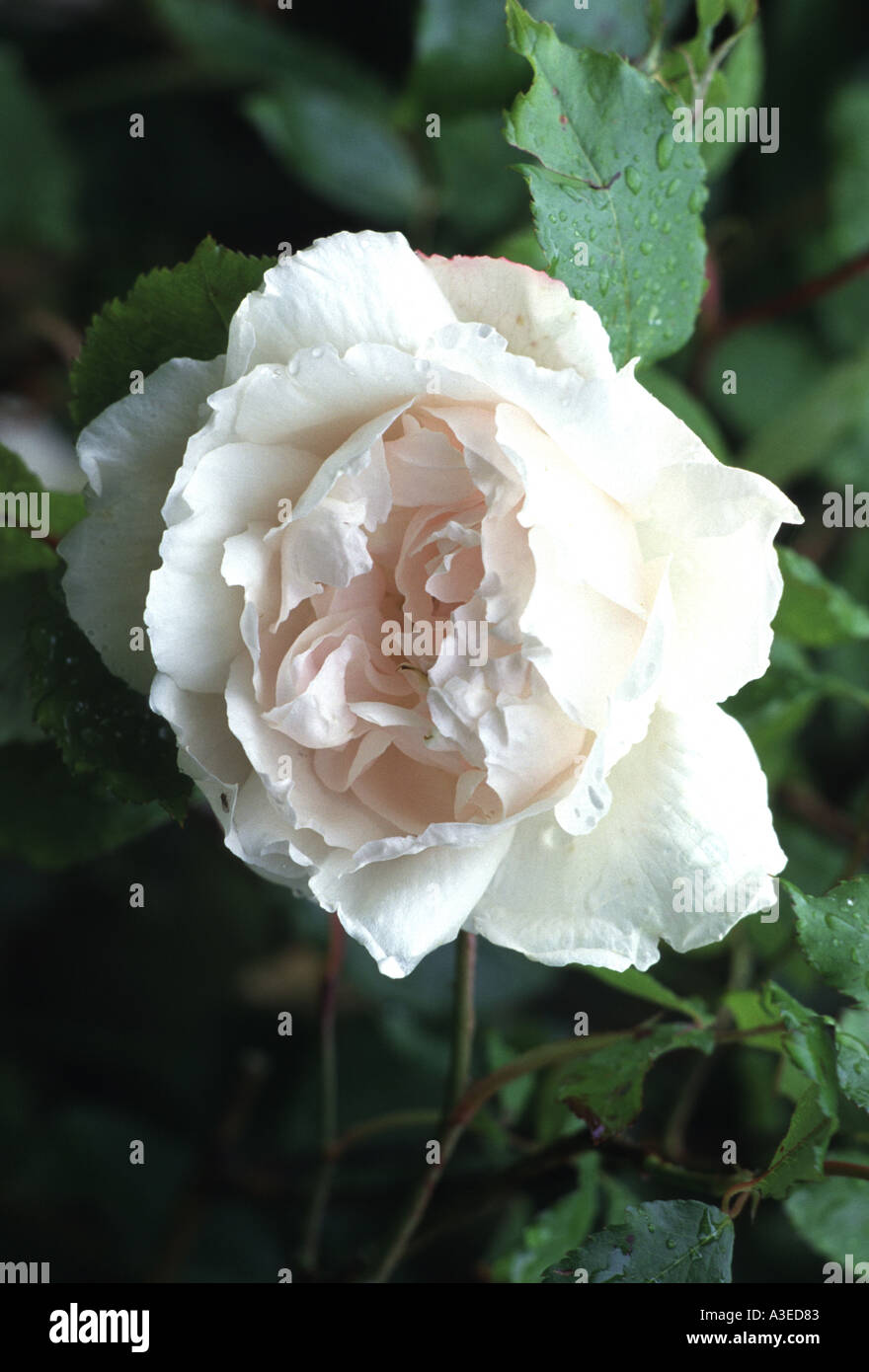 Alberic barbier hi-res stock photography and images - Alamy