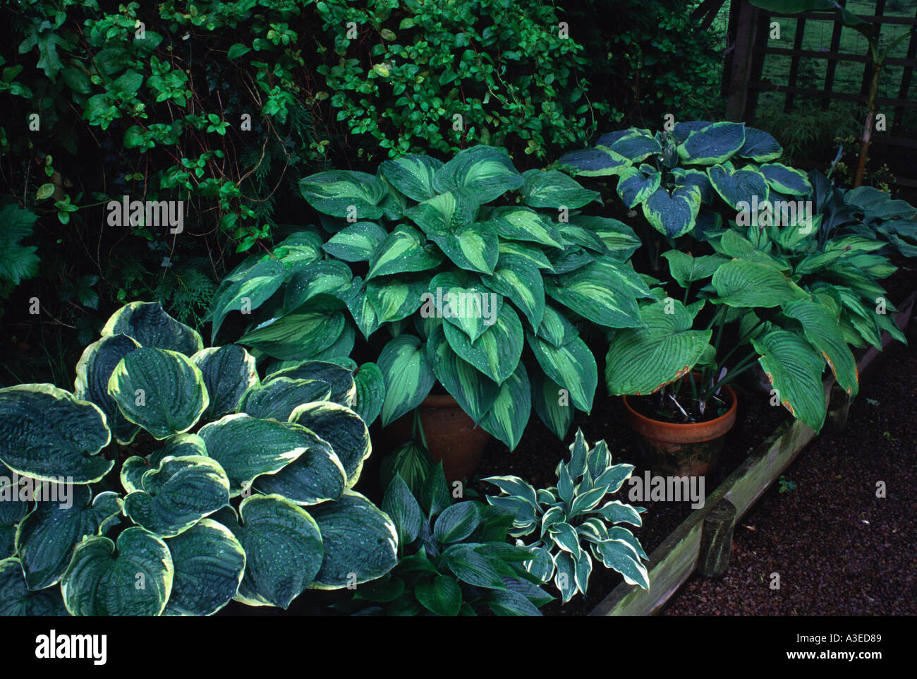 Hosta collection hi-res stock photography and images - Alamy